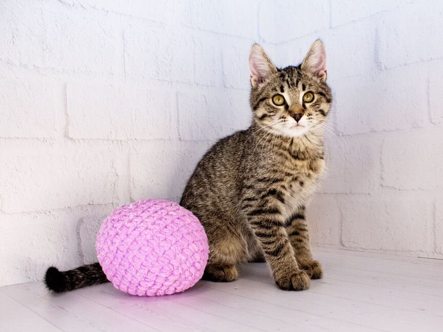 Ручной рассудительный котенок мальчик ищет дом