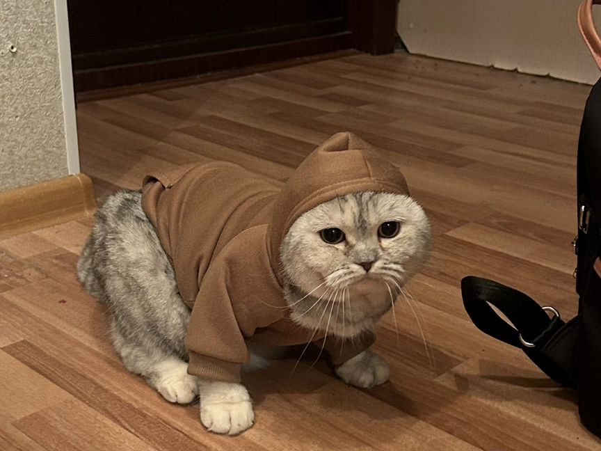 Кофта для собак и кошек