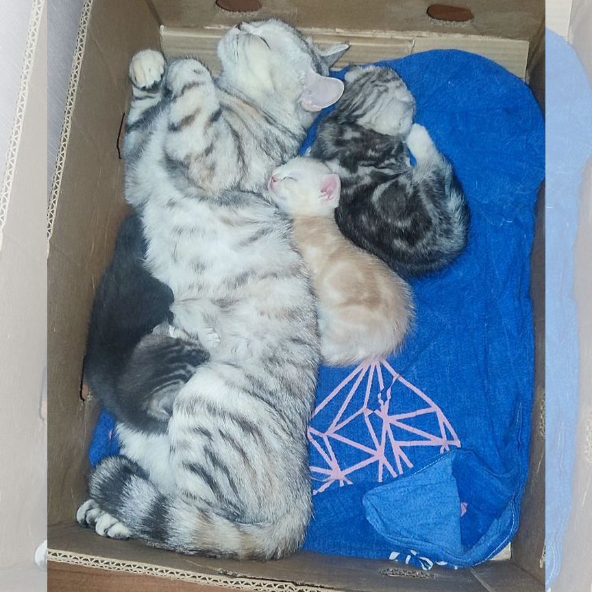 Шотландский вислоухий короткошёрстный котёнок