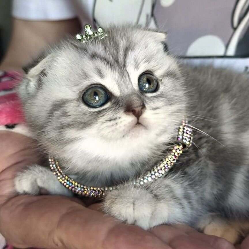 Шотландский вислоухий короткошёрстный котёнок