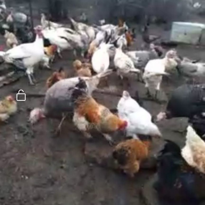 Идюки и утки