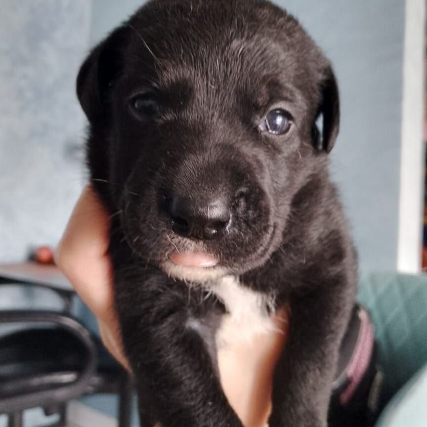 Кутята Лабрадора