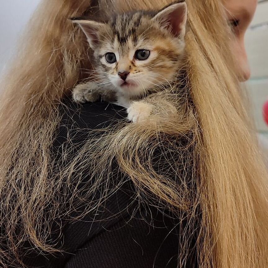 Котёнок в добрые руки