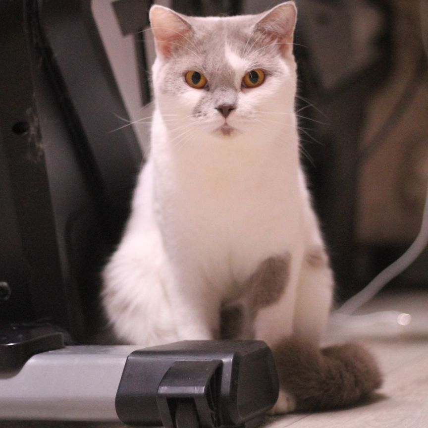 Британская короткошёрстная кошка, взрослая