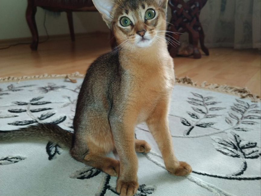 Абиссинская