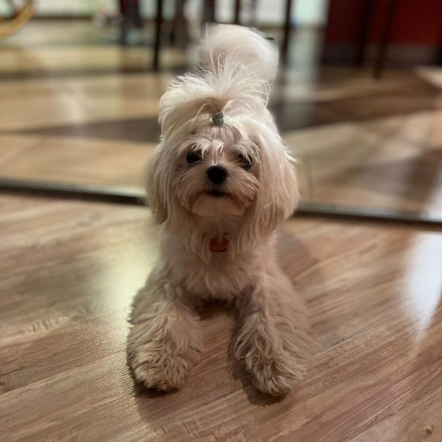 Щенок мальтезе девочка