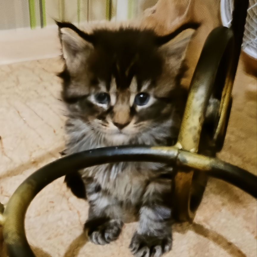 Мейн-кун котёнок