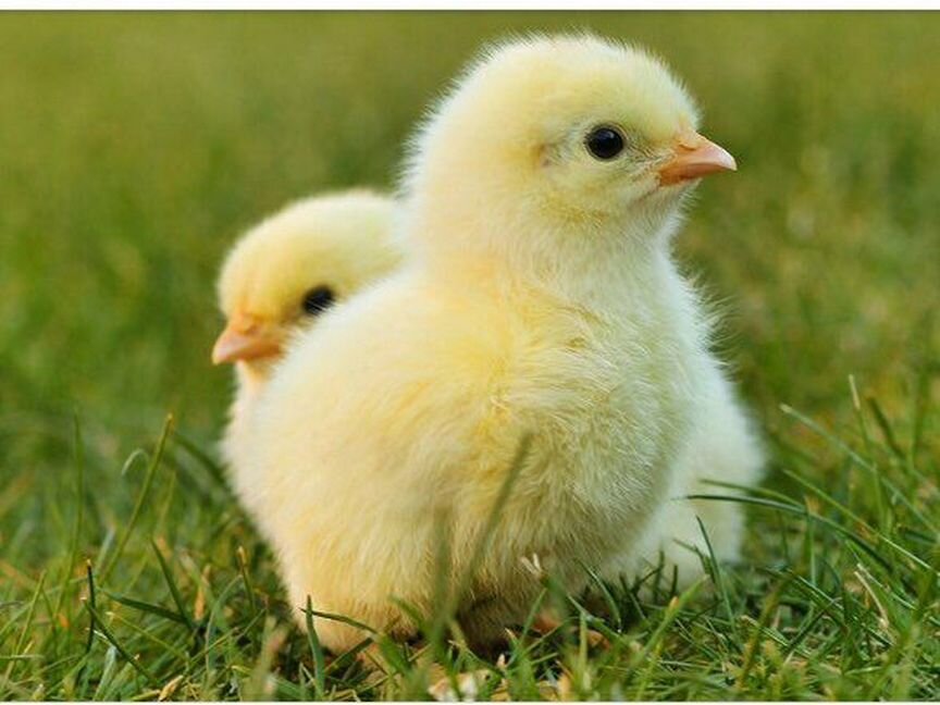 Продажа цыплят бройлеров
