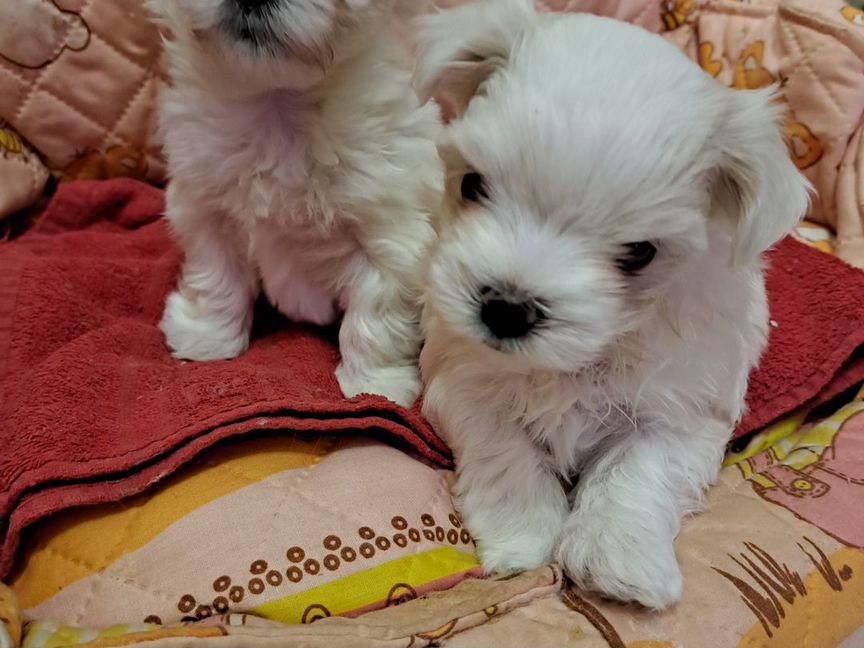 Мальтийская болонка мини