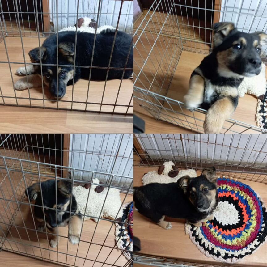 Щенок овчарки