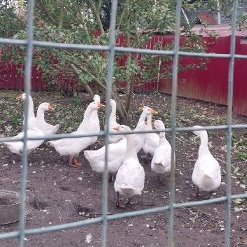 Мясо домашнего гуся