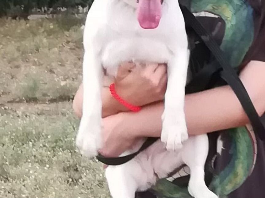 Бигль