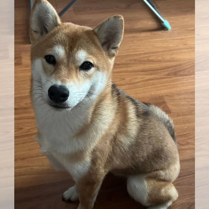 Сиба-ину, взрослая собака
