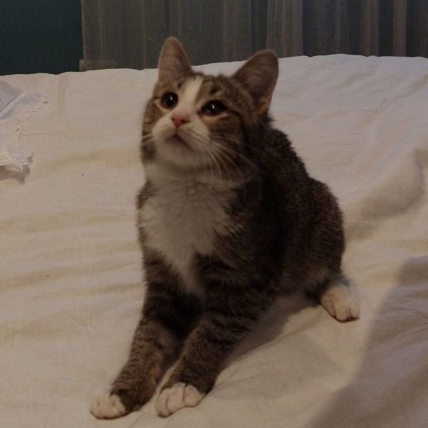 Котята в добрые руки даром