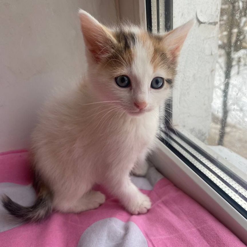 Котёнок в добрые руки