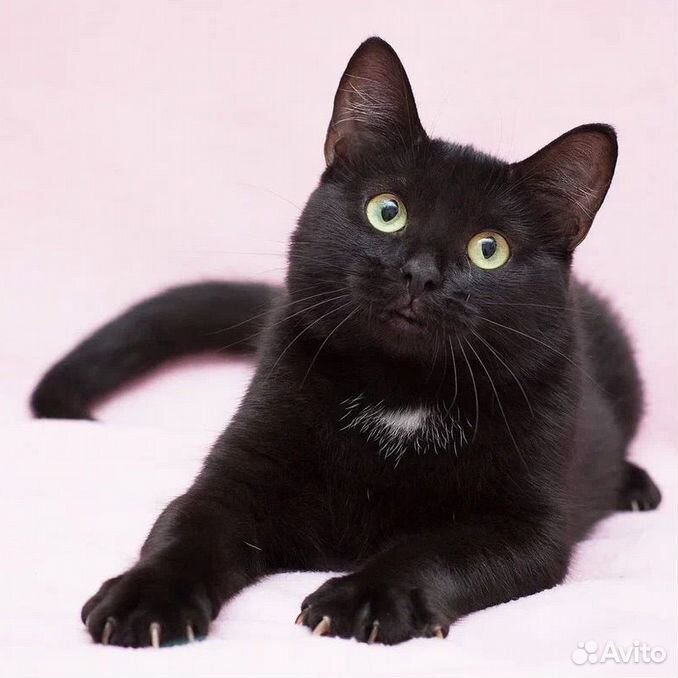 Юная красотка кошка Ровена в самые добрые руки