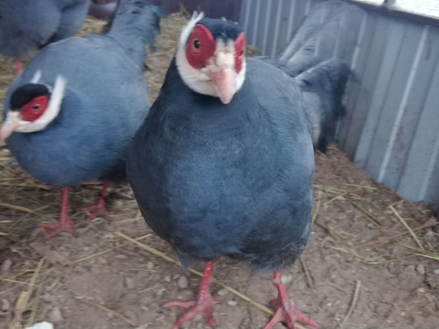 Инкубационное яйцо