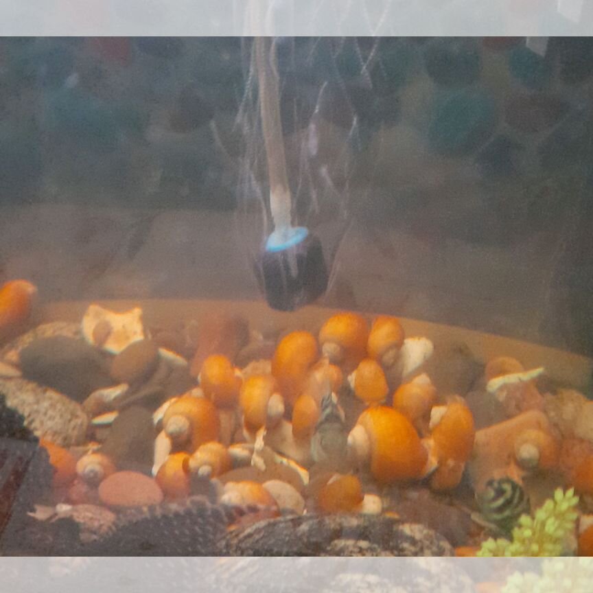 Улитки ампулярии