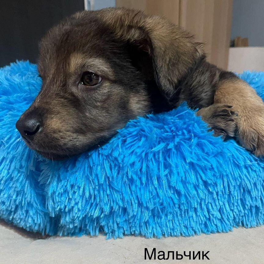Мальчик 1 мес