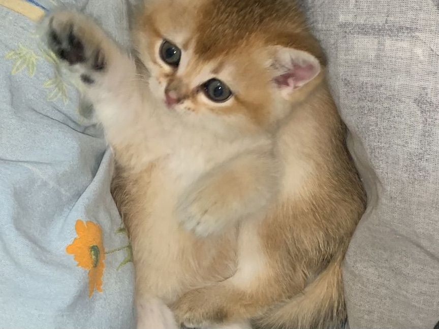Котята золотые шотландской породы