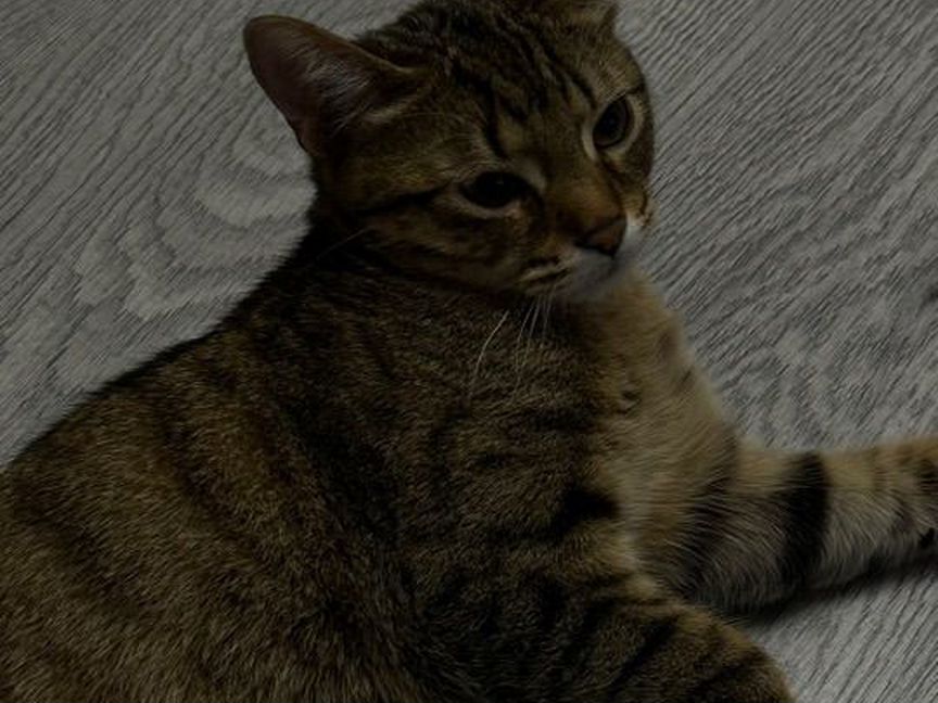 Кот,6 месяцев,отдам в добрые руки