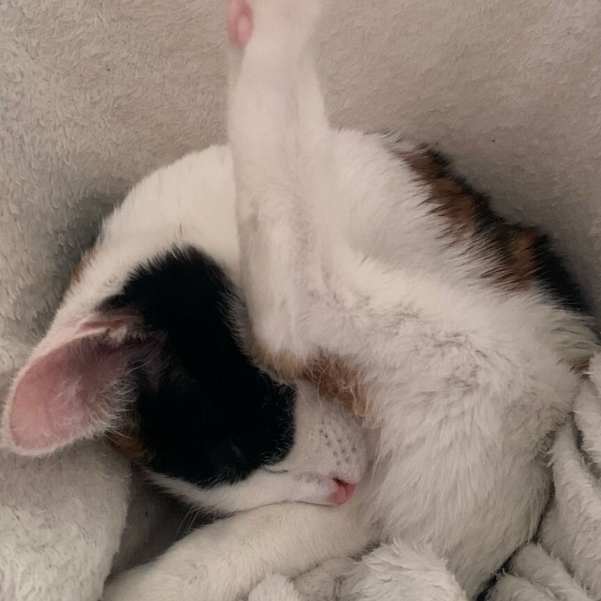 Кото-спиралька в добрые руки