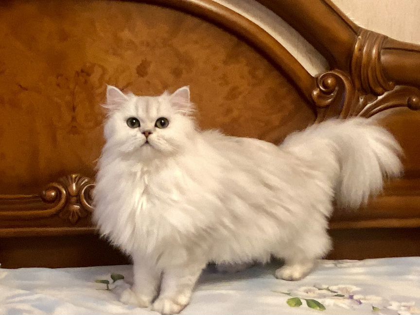 Длинношорстная британка (взяка)