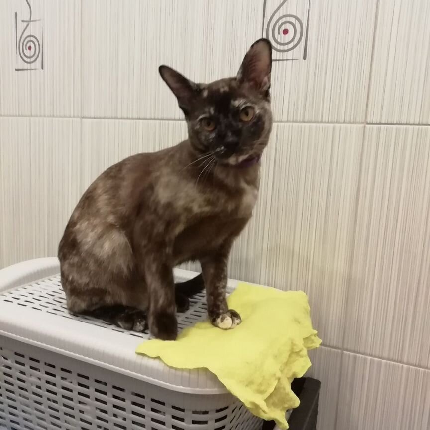 Бурманская кошка бесплатно