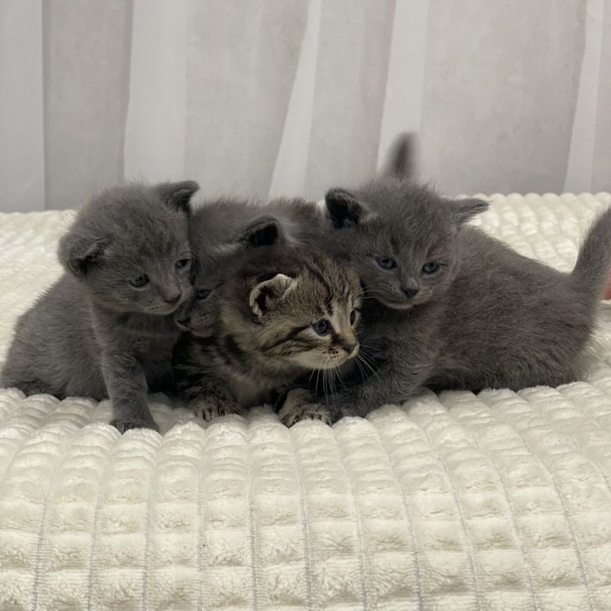 Шотландский вислоухий длинношёрстный котёнок