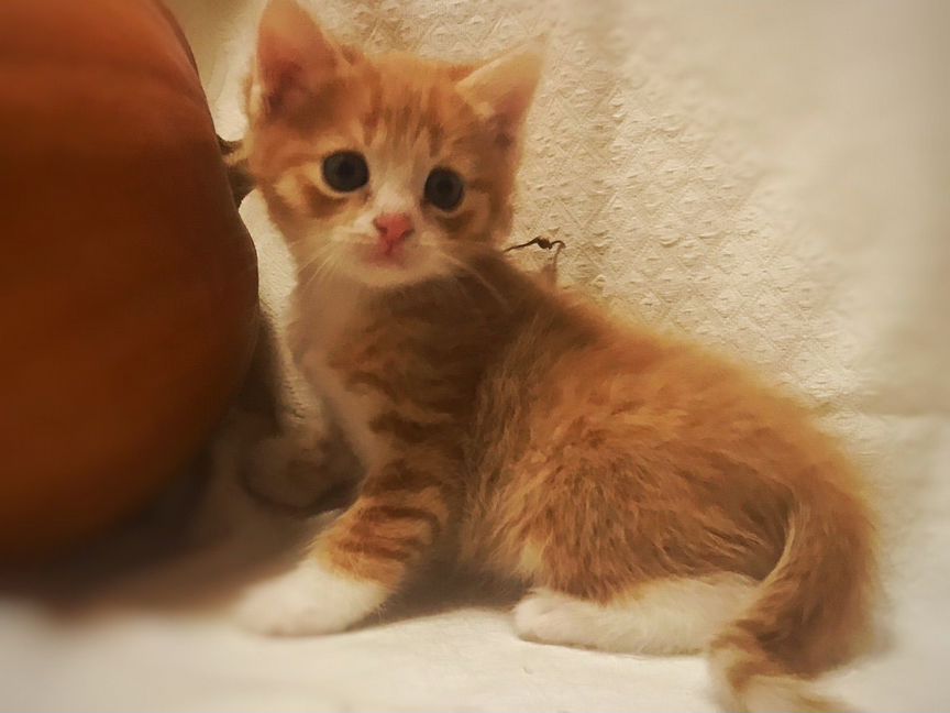 Котята