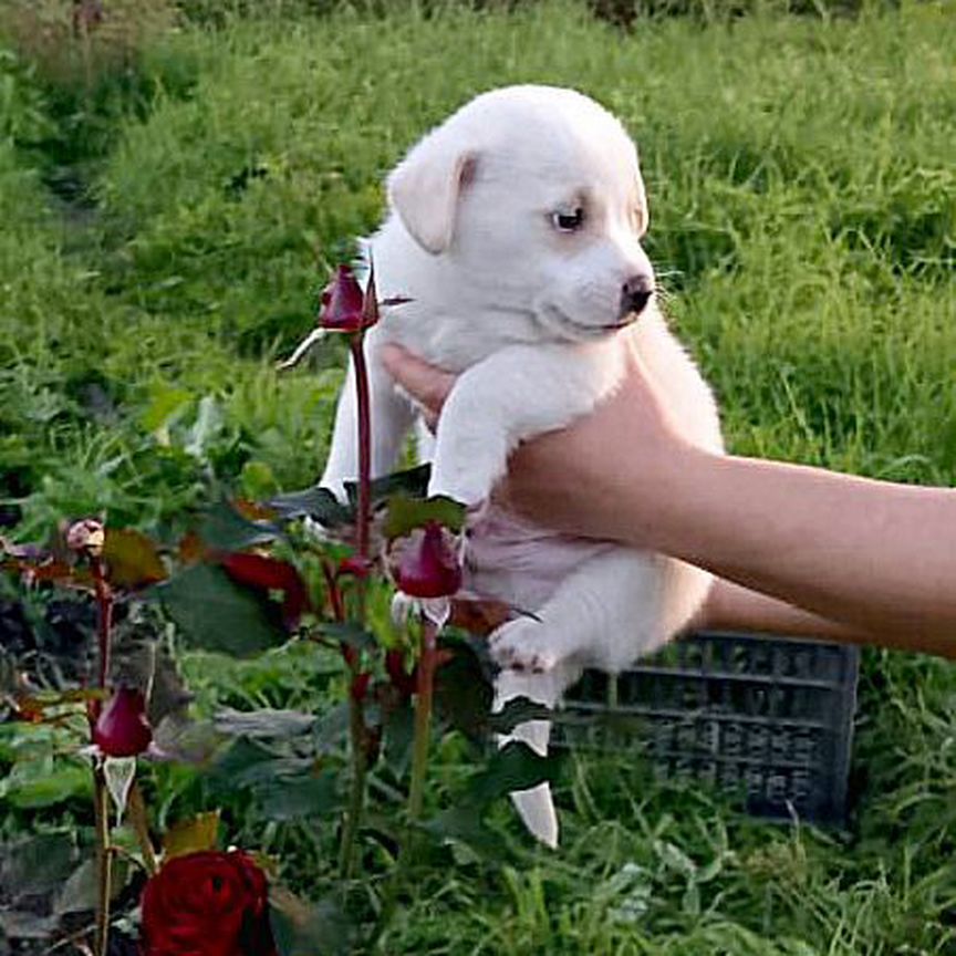 Щенок мальчик 1 месяц маленький