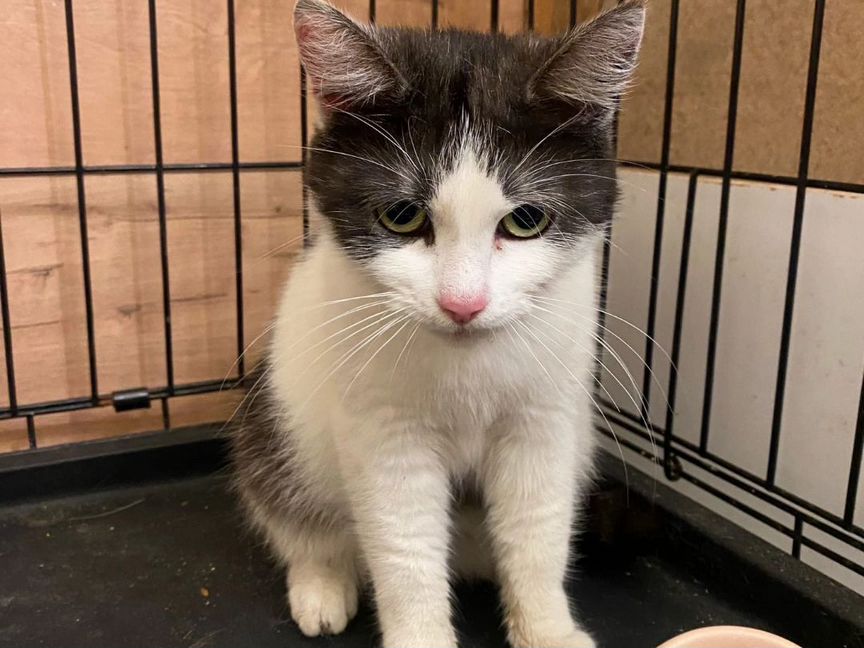 Розовоносая кошка