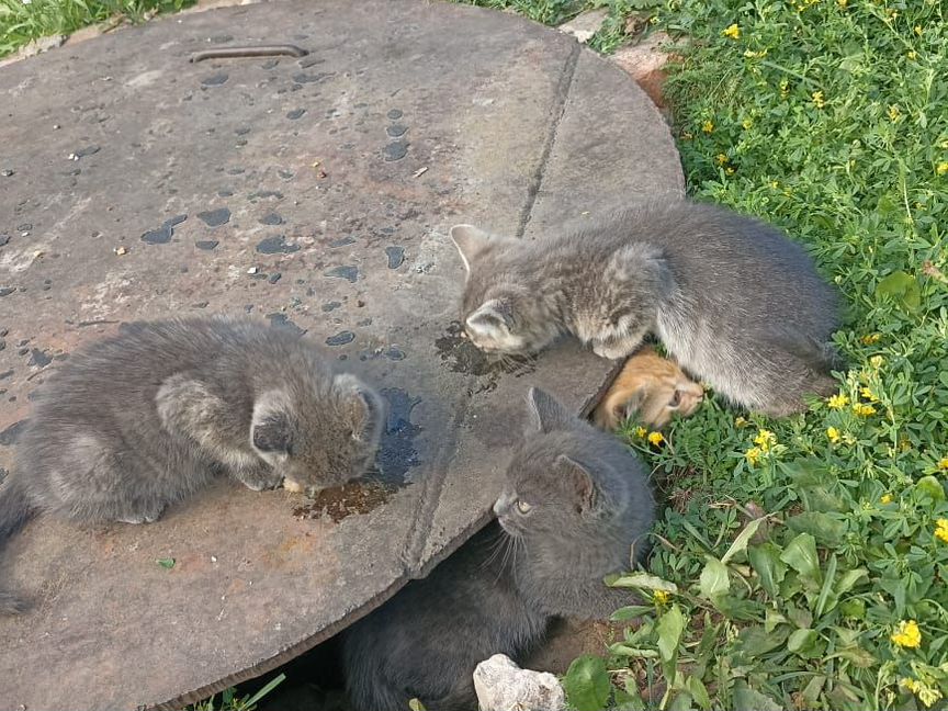 Котята в добрые руки