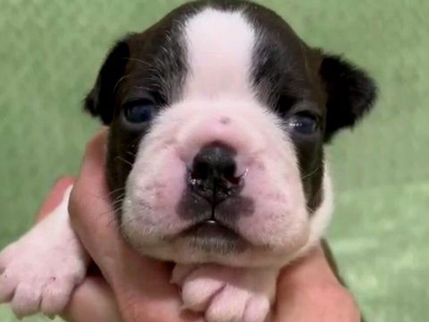 Собака бостон терьер