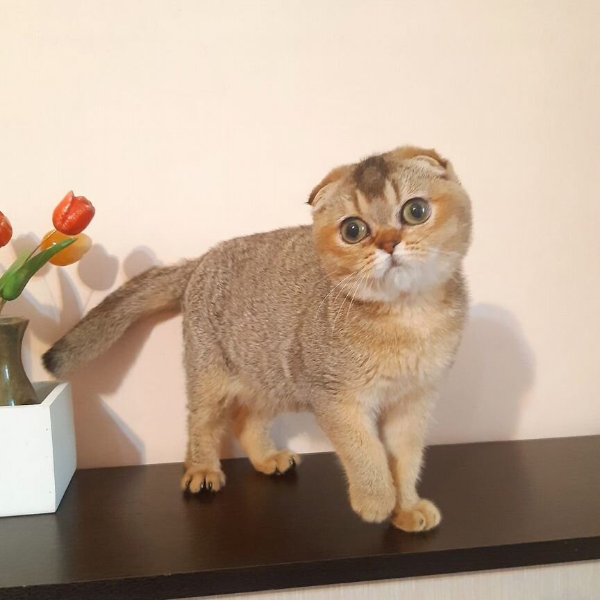 Породистые кошки в добрые руки