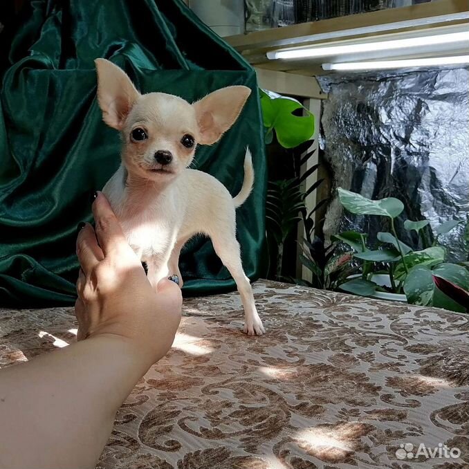 Чихуахуа. мини девочка. крем