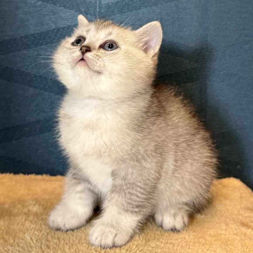 Шотландский вислоухий короткошёрстный котёнок