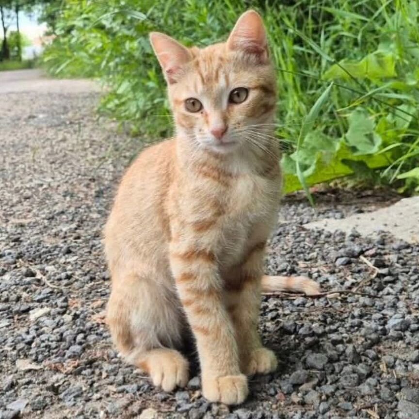Европейский короткошёрстный котёнок