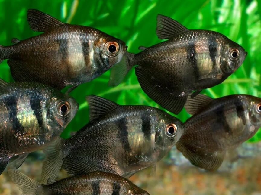 Тернеция обыкновенная