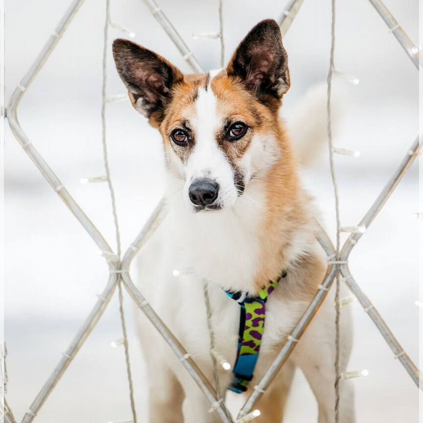 Молодой добродушный Туня ищет дом