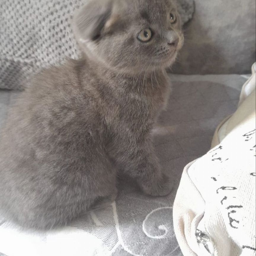 Британский вислоухий девочка