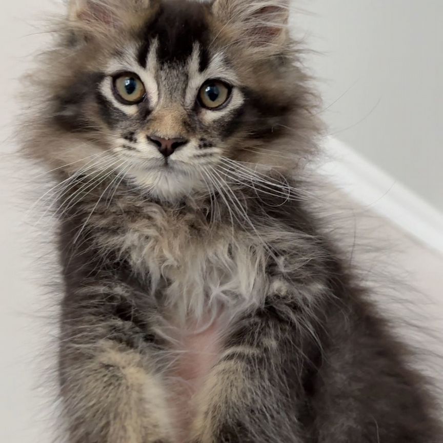 Мейн-кун котёнок