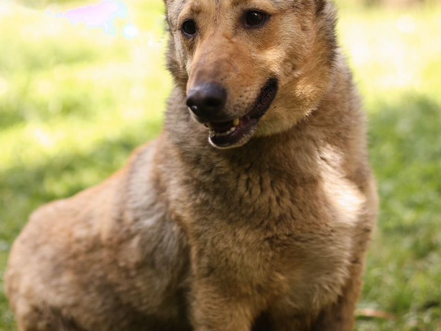 Собака маленькая в добрые руки