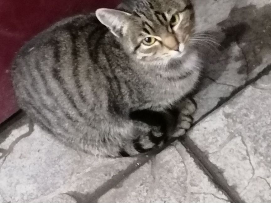 Котик Василий