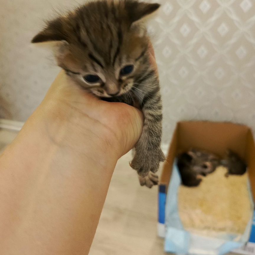 Котята в добрые руки