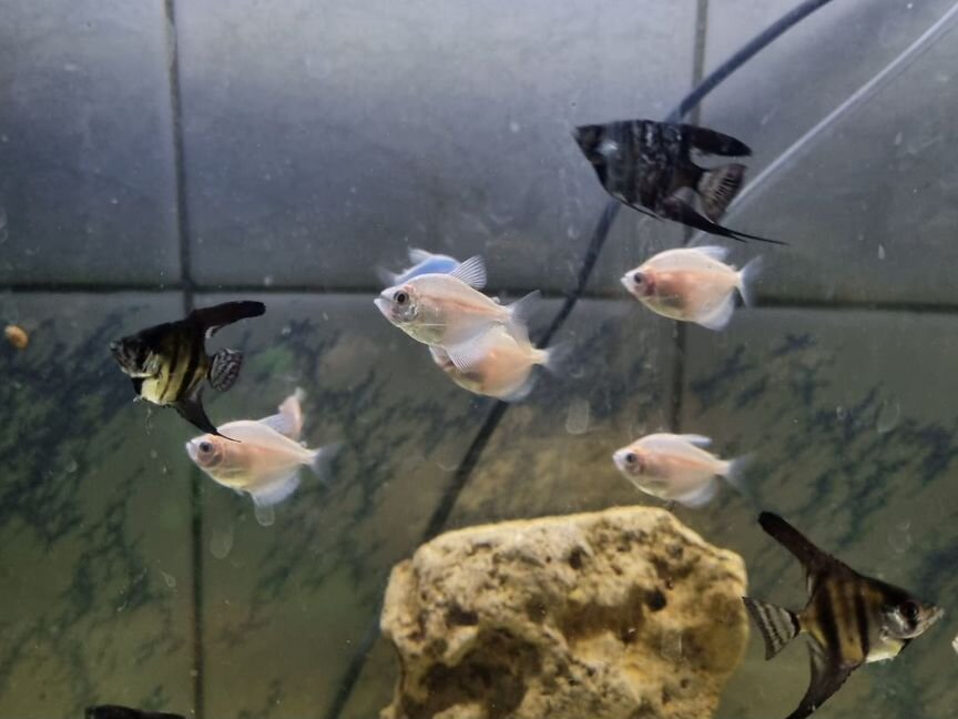 Аквариумные рыбки