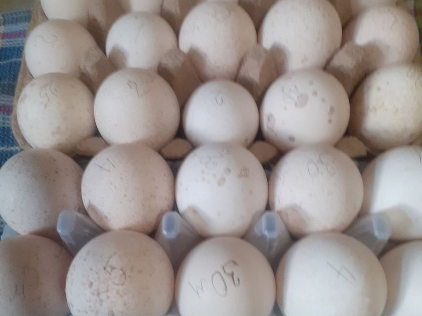 Яйца инкубационные индюшиные