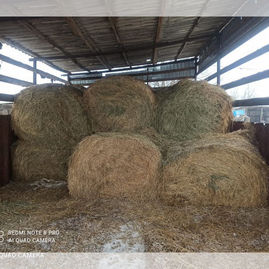 Сено в рулонах