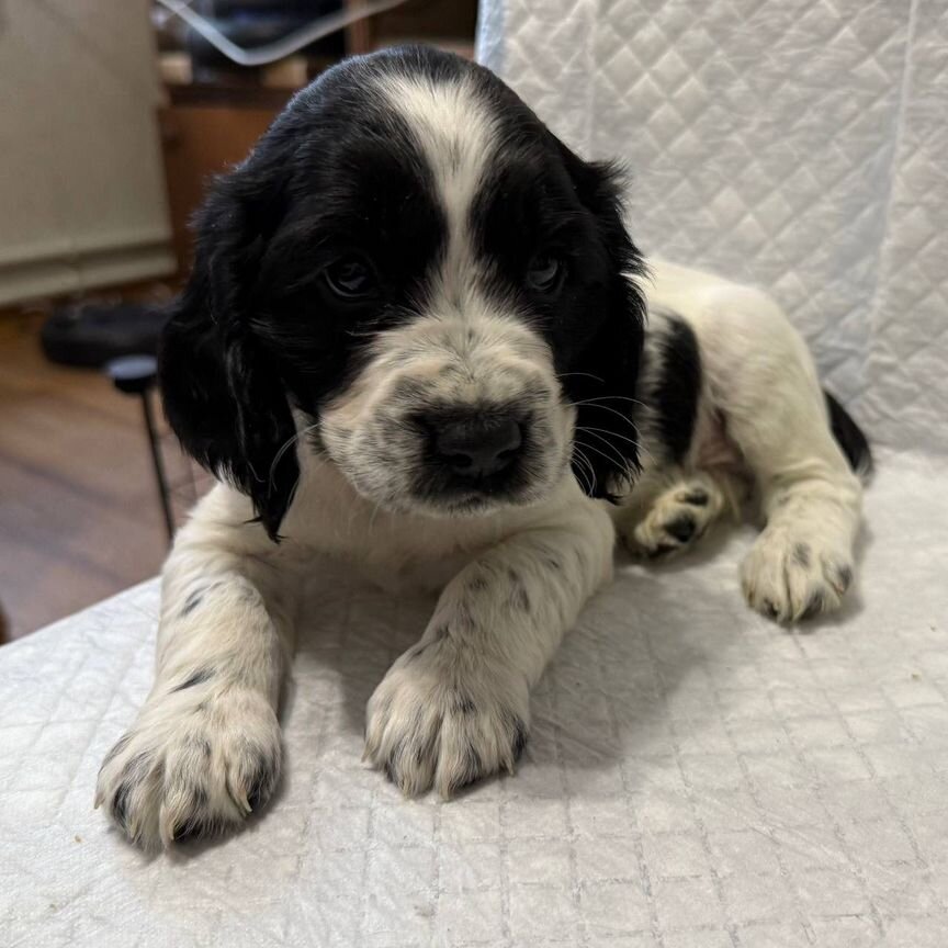 Щенки русского спаниеля