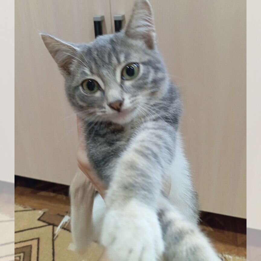 Отдам кота